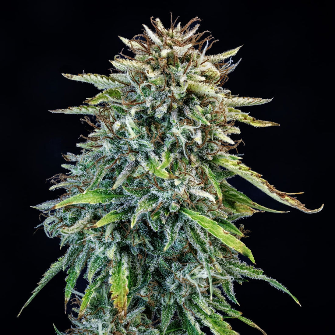 505 Headbanger – Mephisto Genetics