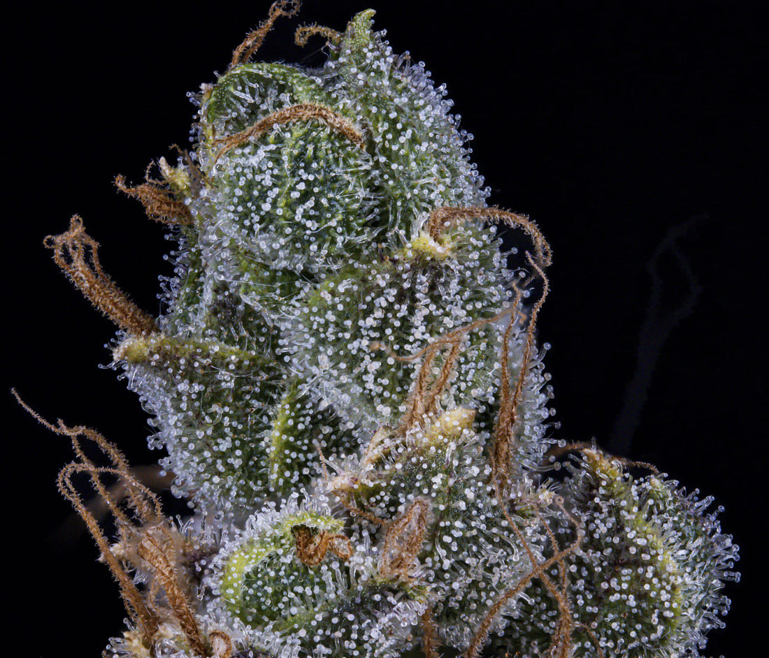 3 Bears OG Autoflower Strain Seeds – Mephisto Genetics
