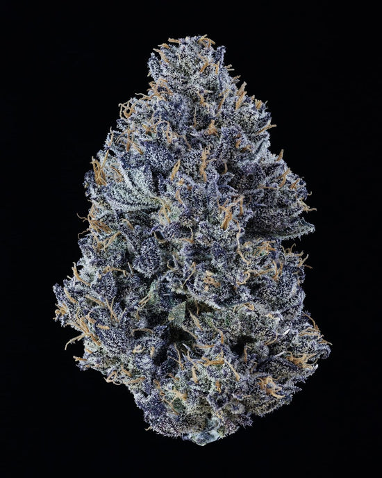 Mango Runtz – Mephisto Genetics