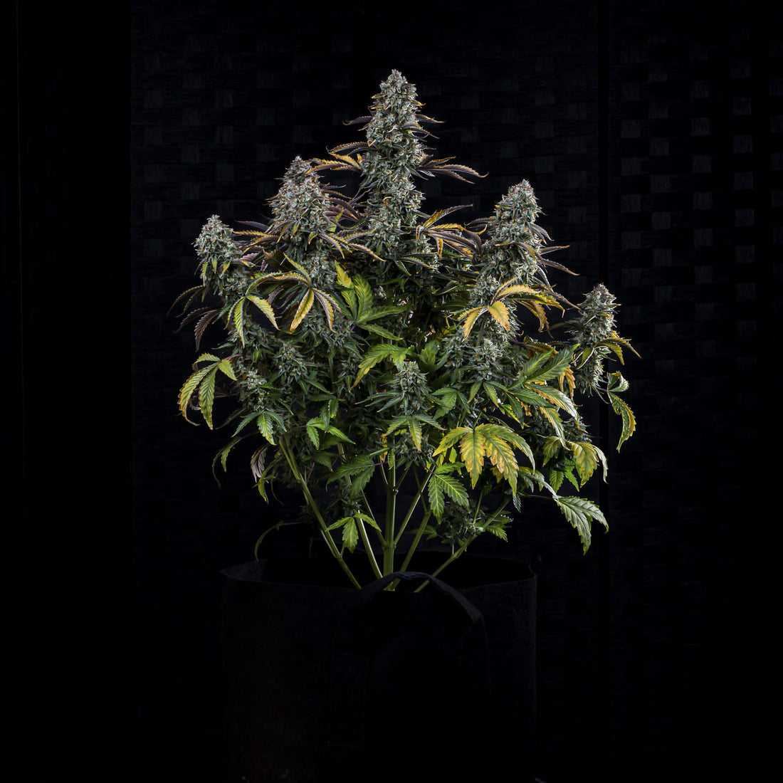 Northern Cheese Haze – Mephisto Genetics