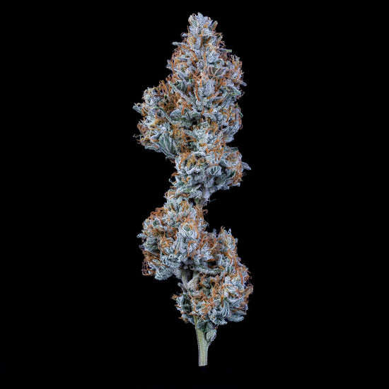 Sundae Thumper – Mephisto Genetics