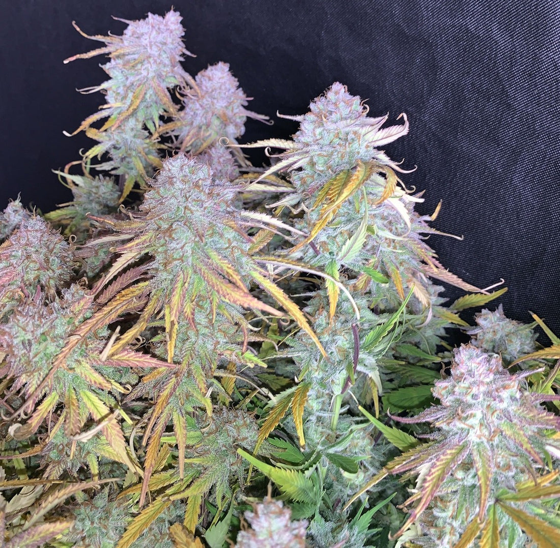 ILL#58 - Funky Mangifera – Mephisto Genetics