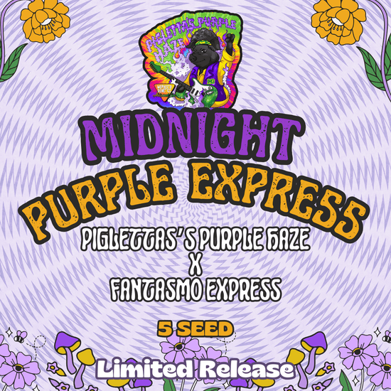 Midnight Purple Express – Mephisto Genetics